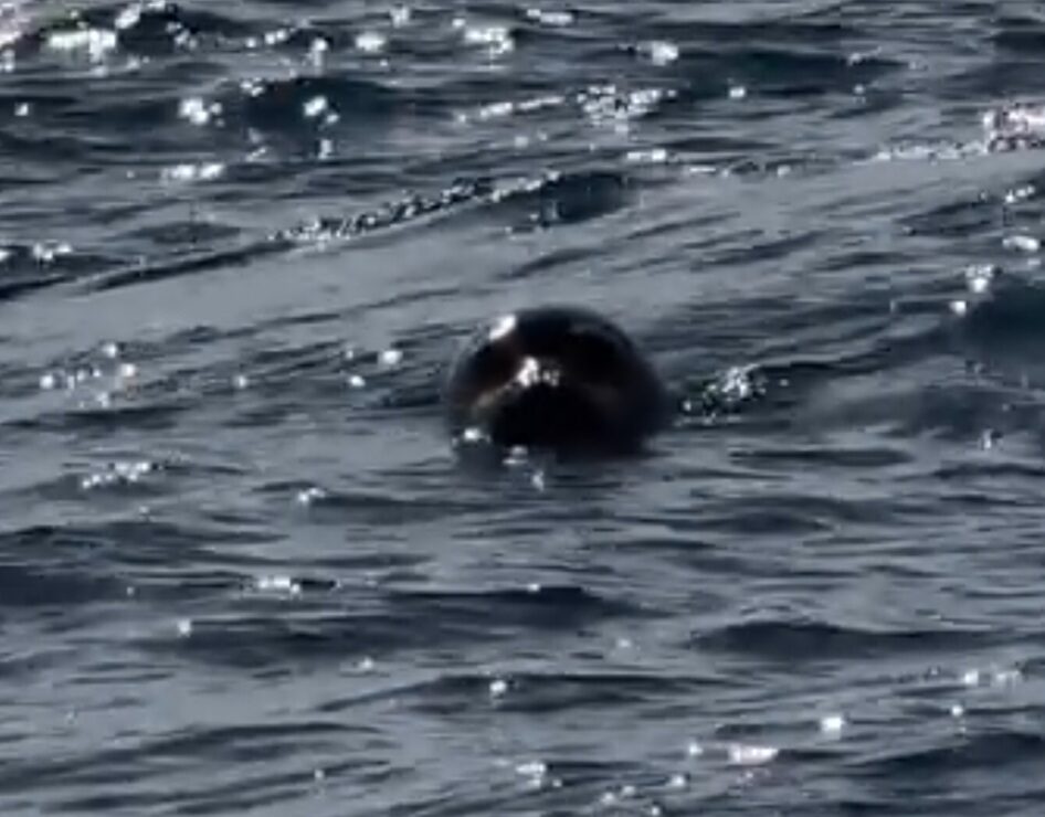 VRLO RIJETKA ŽIVOTINJA Sredozemna medvjedica snimljena u vodama kod ...